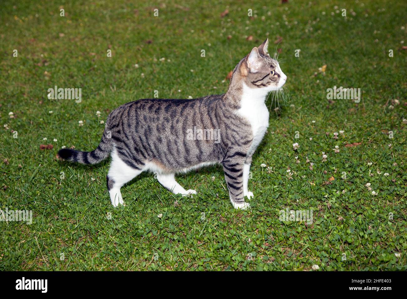 cat watching and hunting by night Stock Photo - Alamy