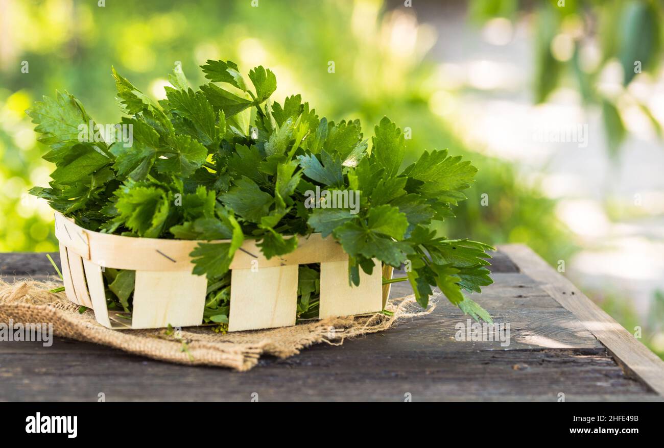Green leafs of Genovese basil (Ocimum basilicum).Italian cuisine ...