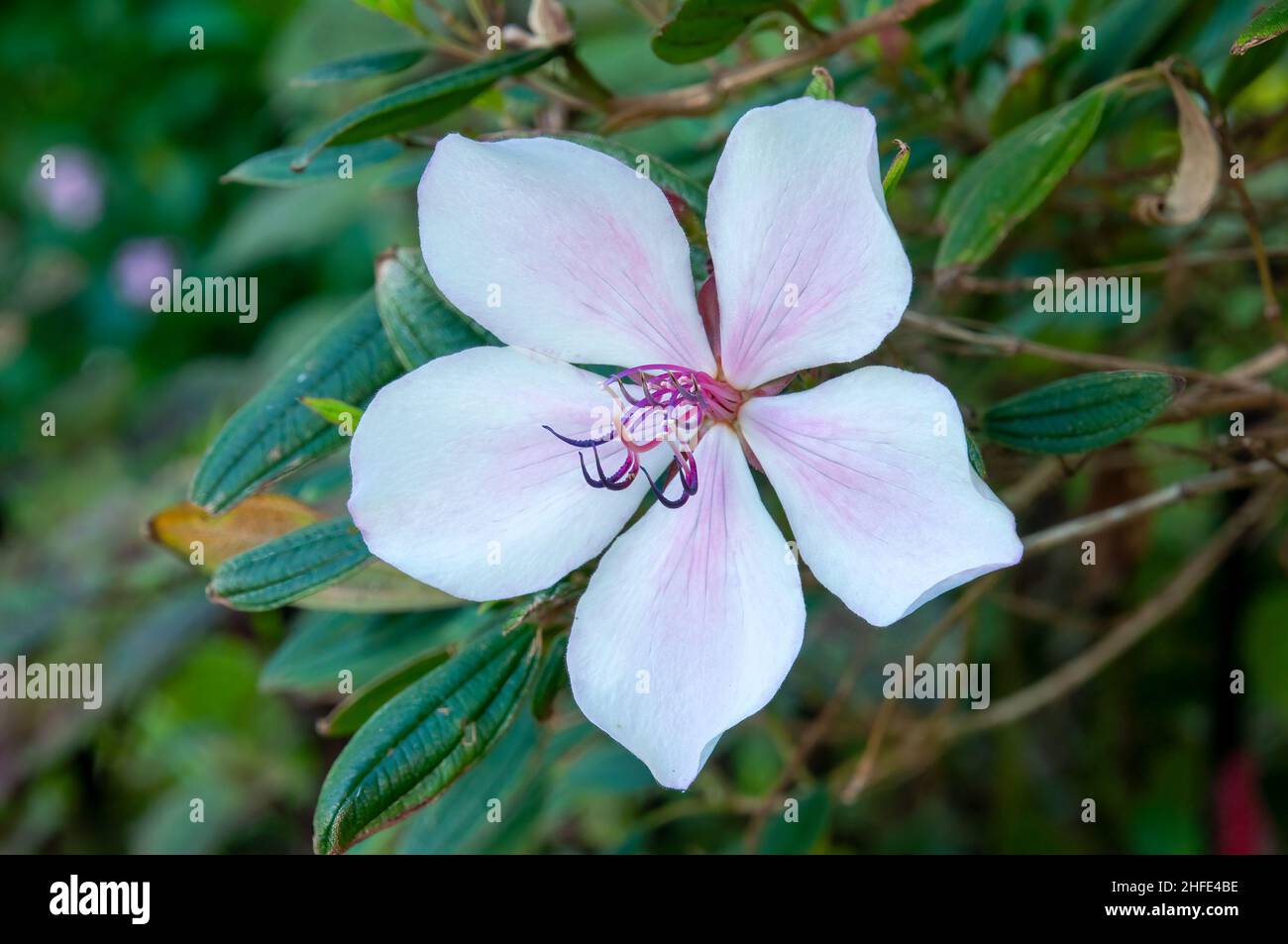 Sydney Australia, white flower with pink-mauve highlights of a dwarf ...