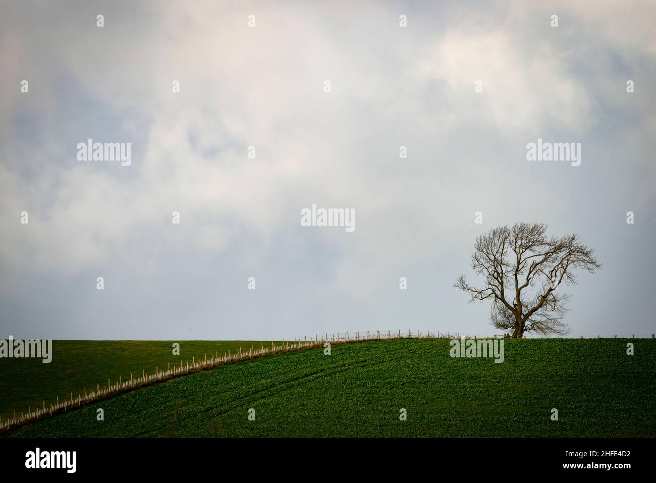 Fence tree farm in background hi-res stock photography and images - Alamy