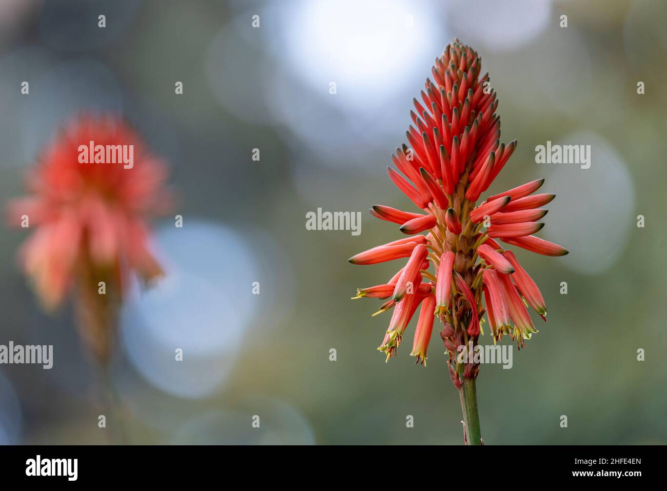 beautiful red aloe vera flower blooming Stock Photo - Alamy