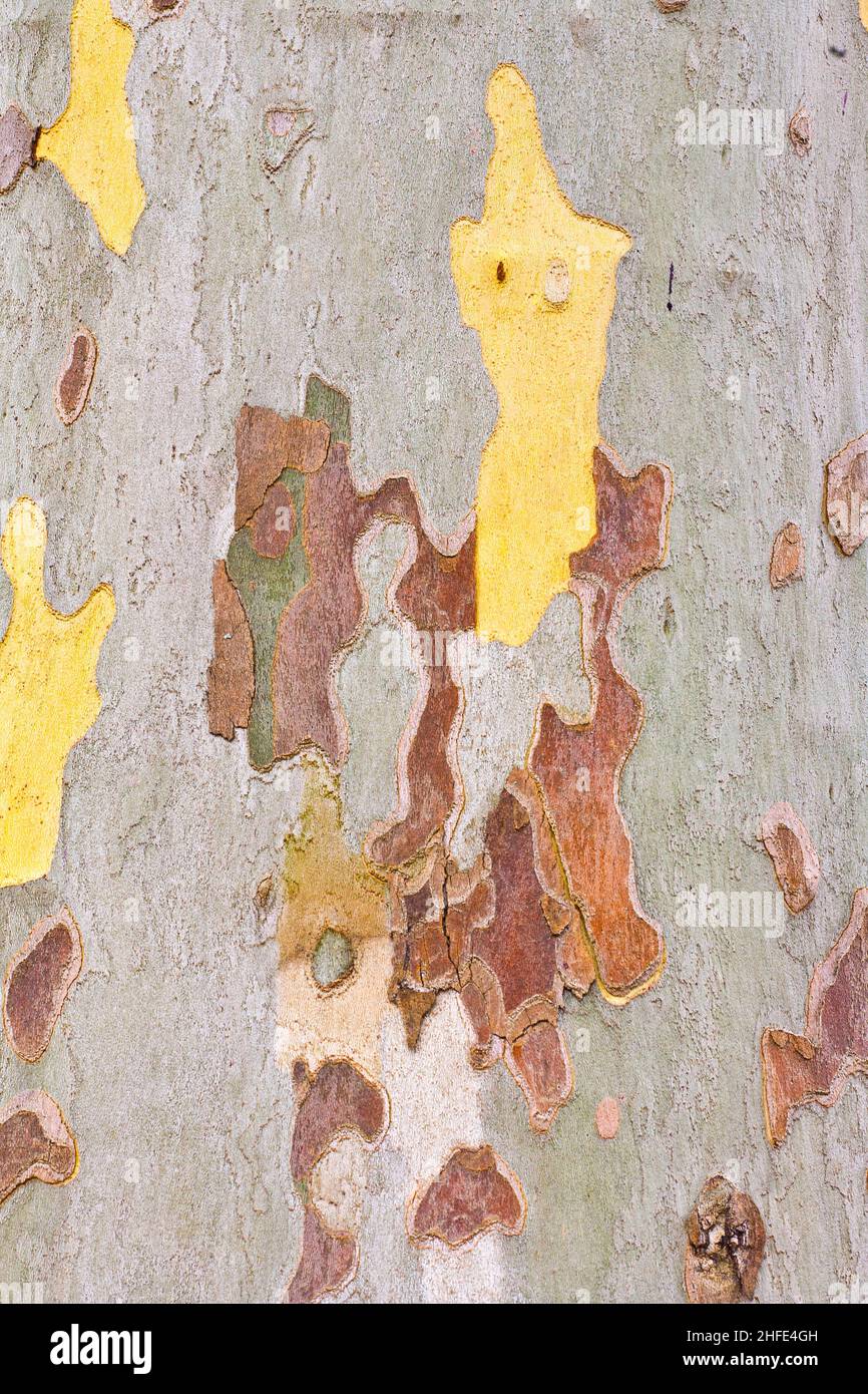 Close-up of the camouflage pattern of a plane tree Stock Photo - Alamy