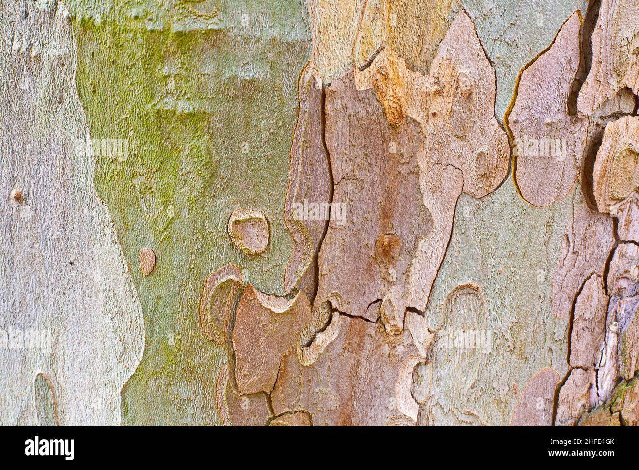 Pastel camouflage hi-res stock photography and images - Alamy