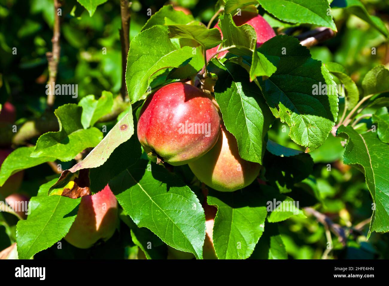 red apples hanging on the apple tree Stock Photo - Alamy