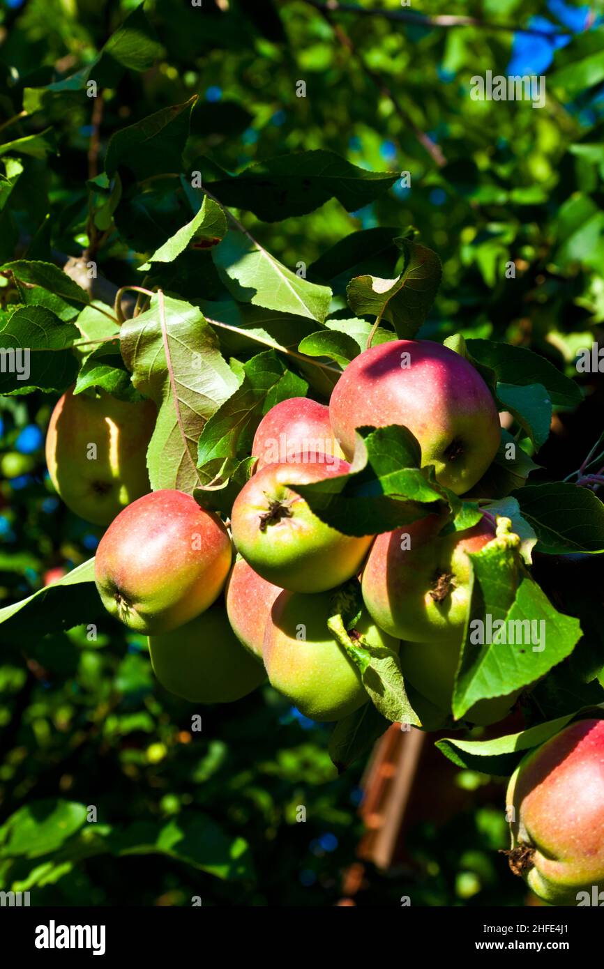red apples hanging on the apple tree Stock Photo - Alamy