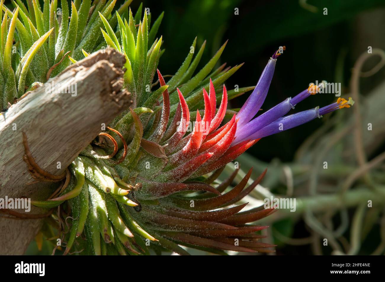 Tillandsia ionantha red hi-res stock photography and images - Alamy