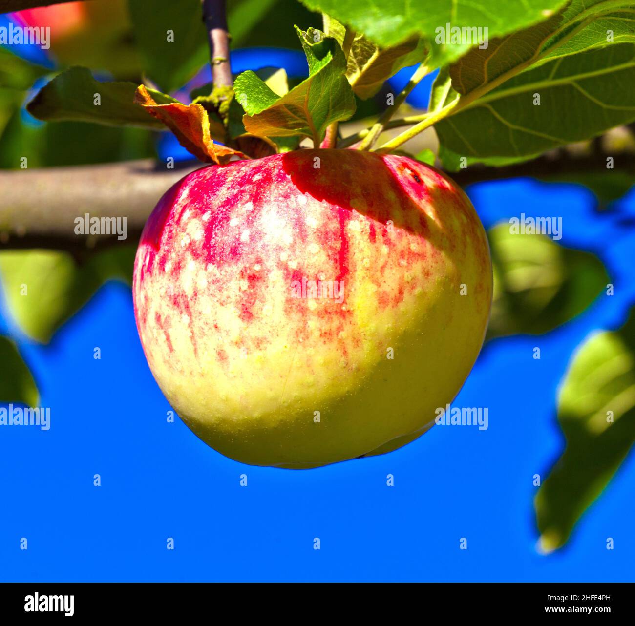 ripe apple hanging on the apple tree Stock Photo - Alamy