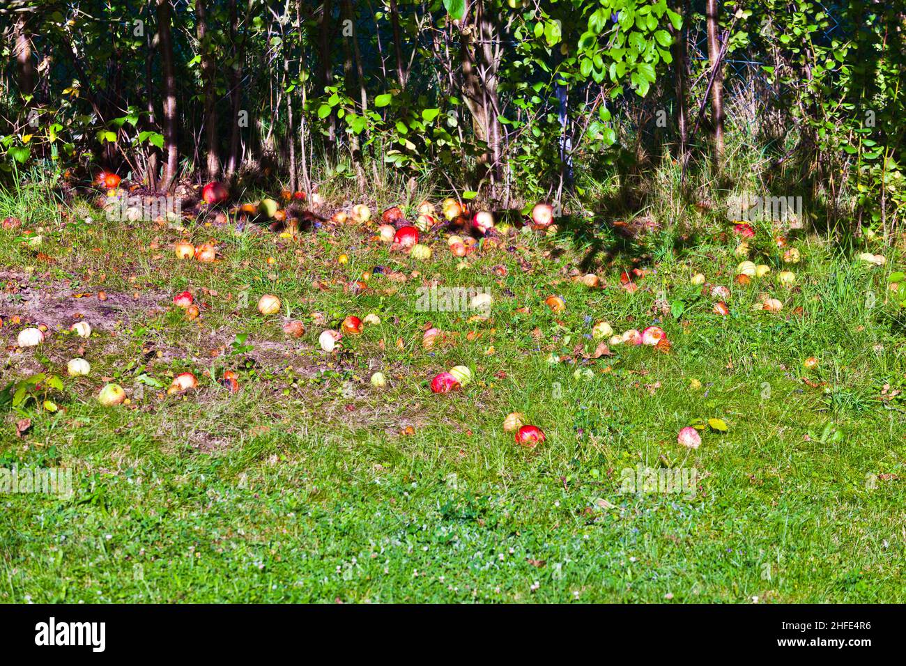 Apple ground august hi-res stock photography and images - Alamy
