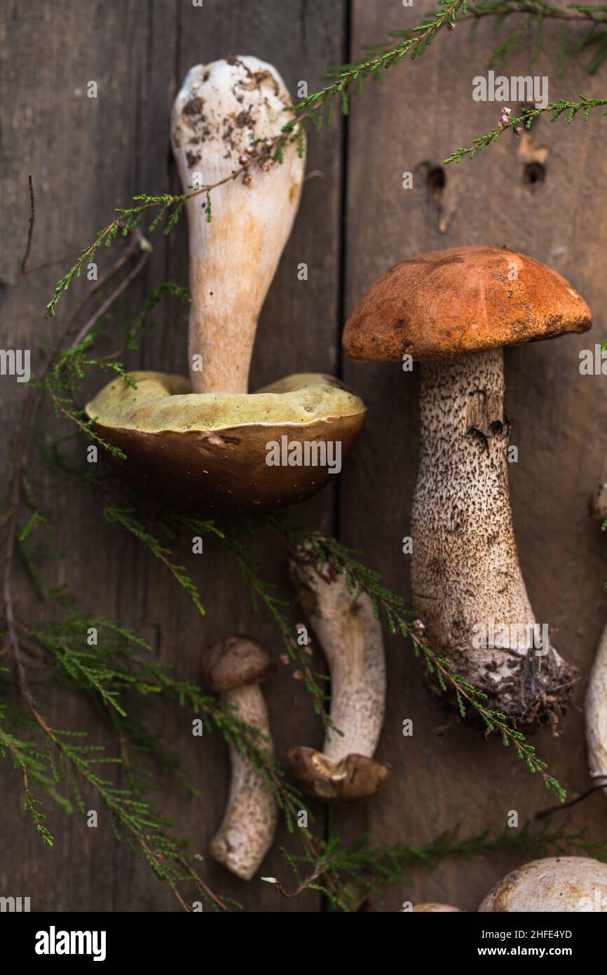 Birch bolete mushroom against a background of green grass. Fungus aspen ...