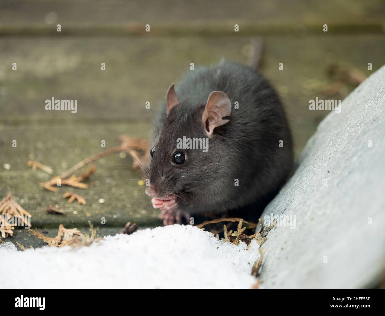 close-up of a wild black rat (Rattus rattus) outdoors on a wooden deck ...
