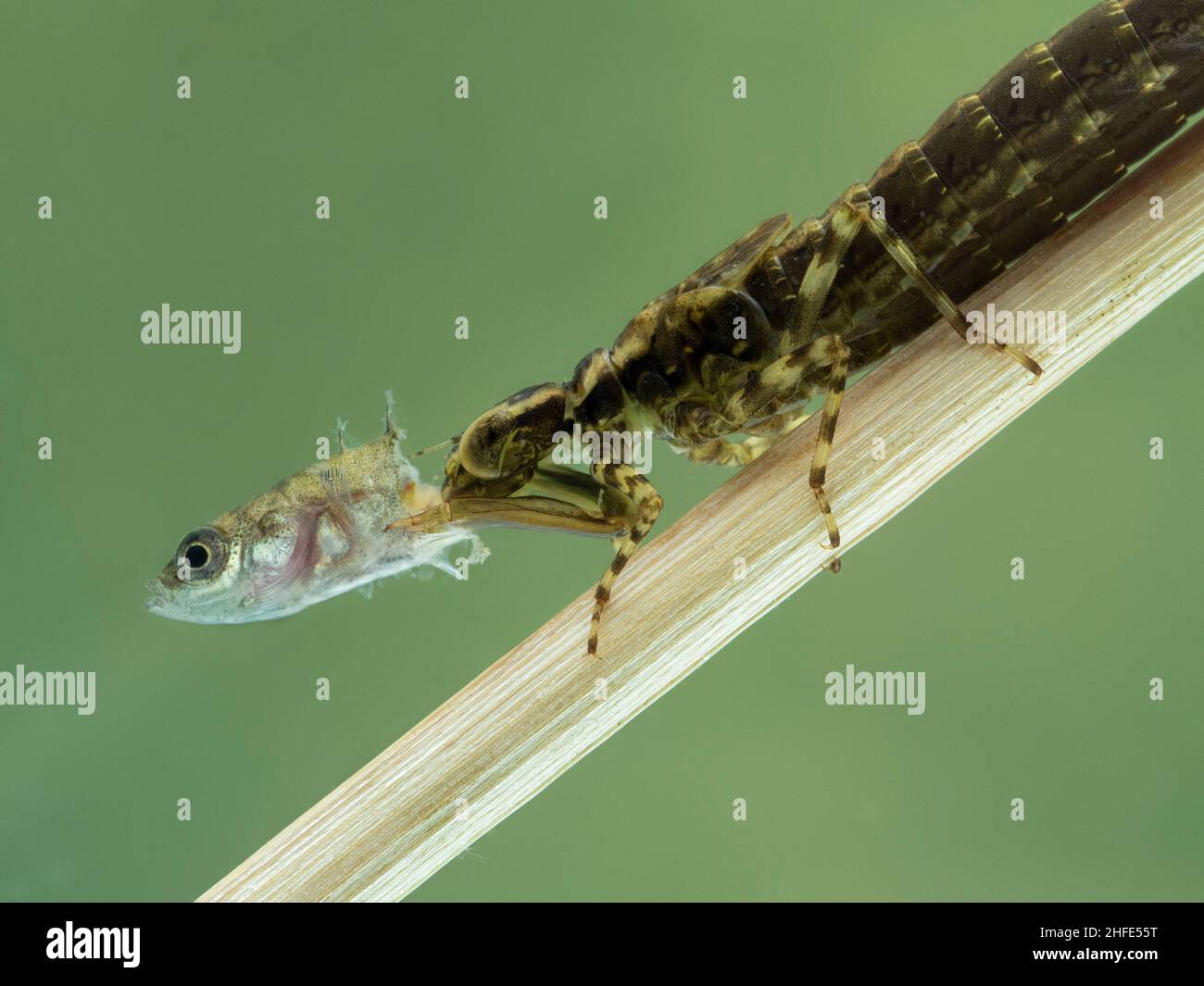 Dragonfly Larvae Eating Dragonfly Wikipedia