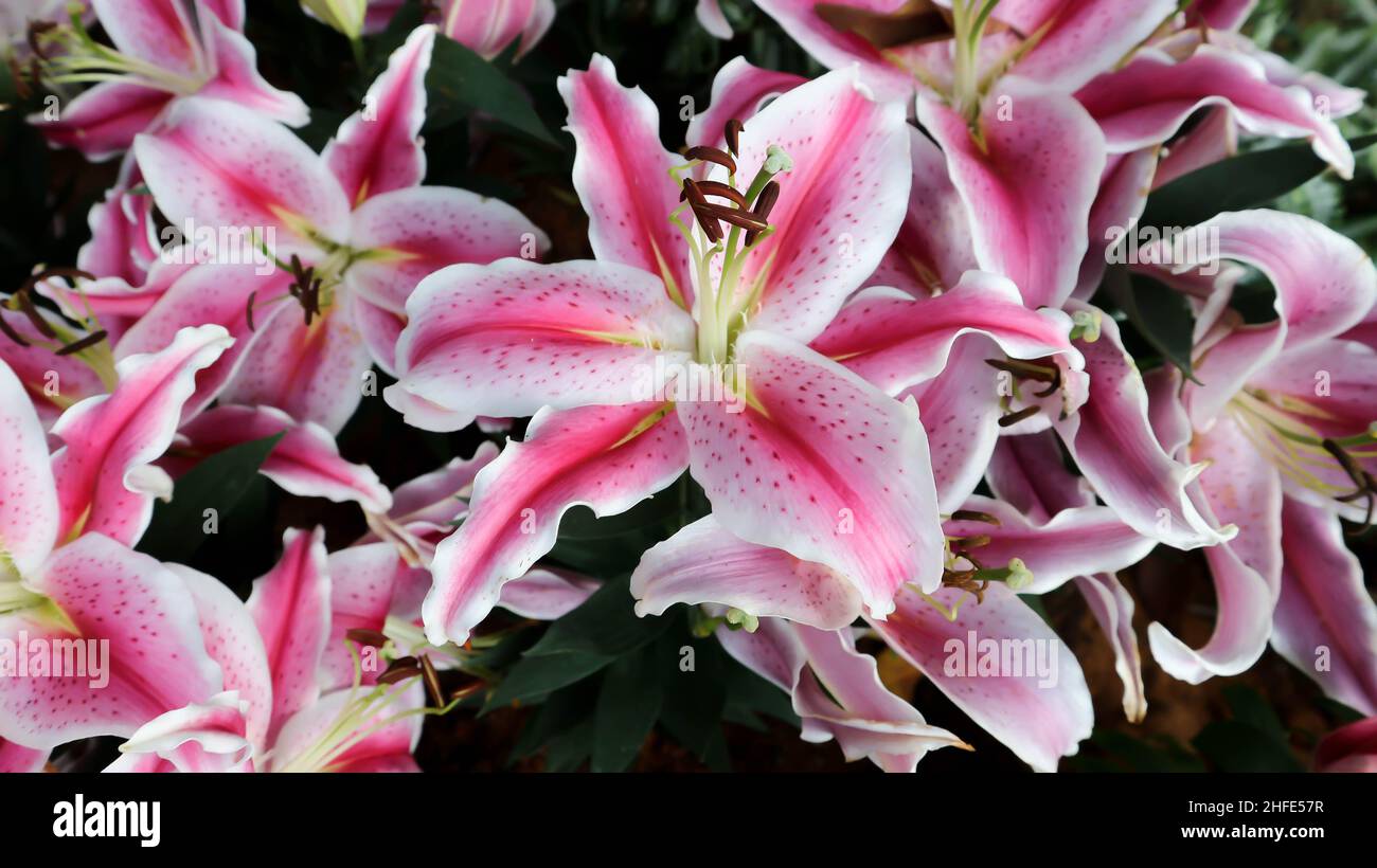 Lilium plant pot hi-res stock photography and images - Alamy