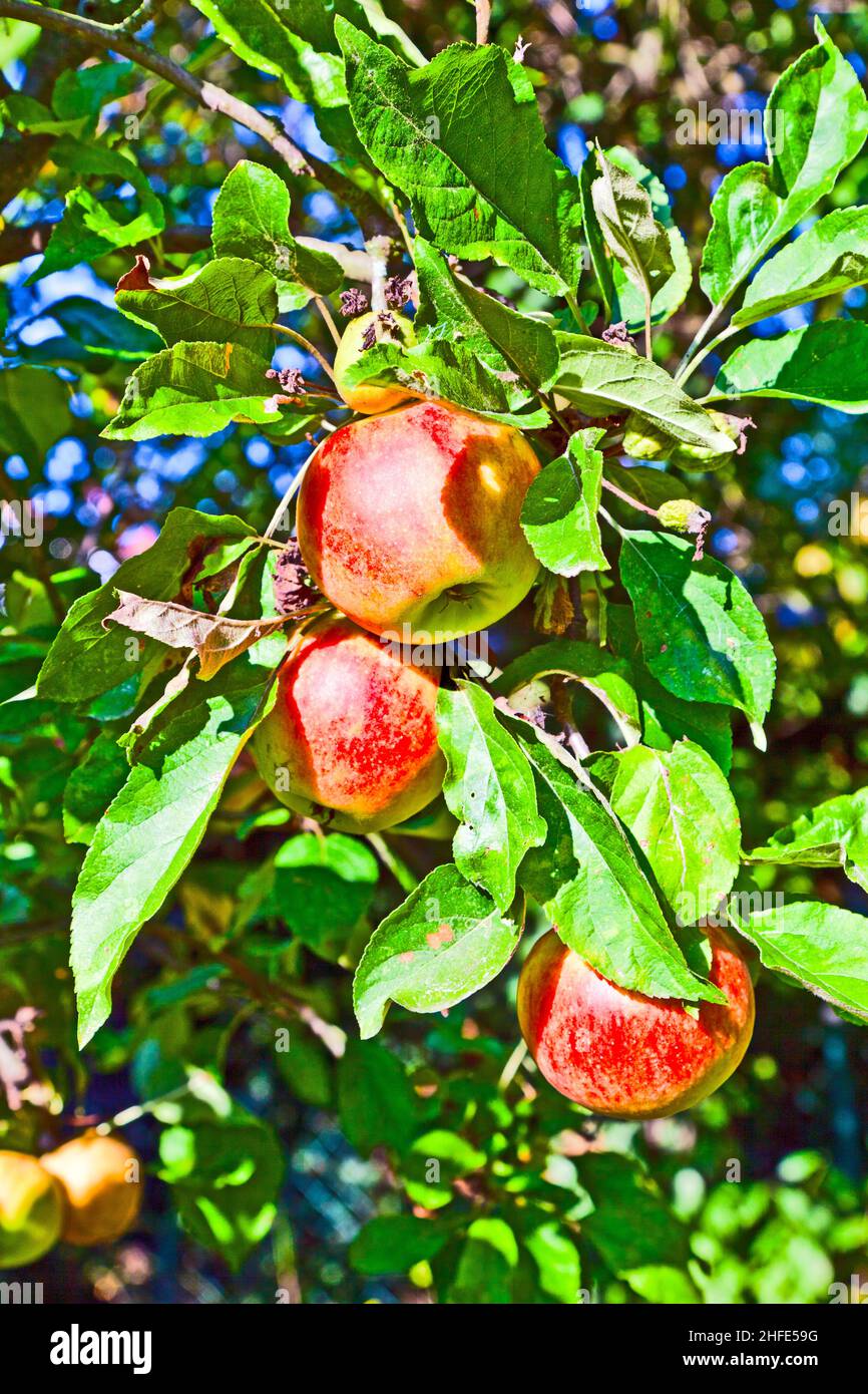 apple hanging on an apple tree Stock Photo - Alamy