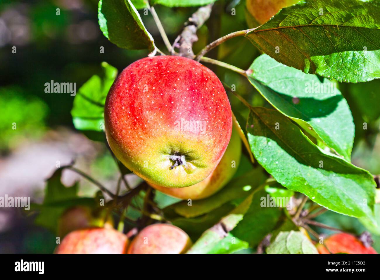 apple hanging on an apple tree Stock Photo - Alamy