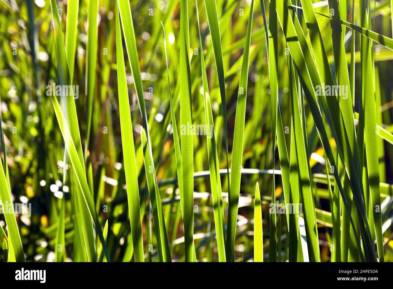 green reed in the lake Stock Photo - Alamy