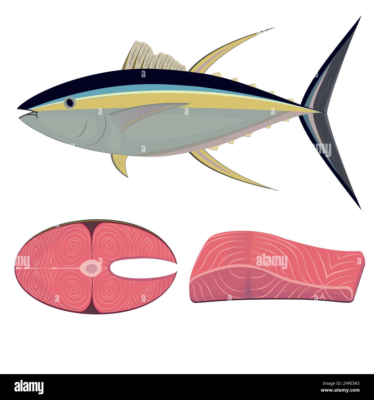 Tuna fish in section, color vector isolated illustration Stock Vector ...