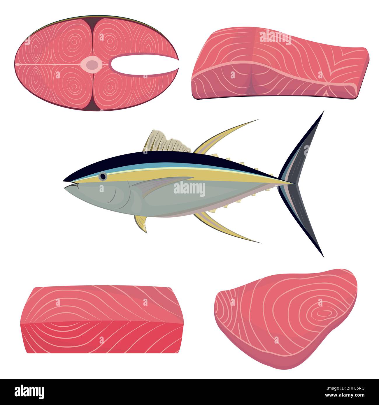 Tuna fish in section, color vector isolated illustration Stock Vector ...
