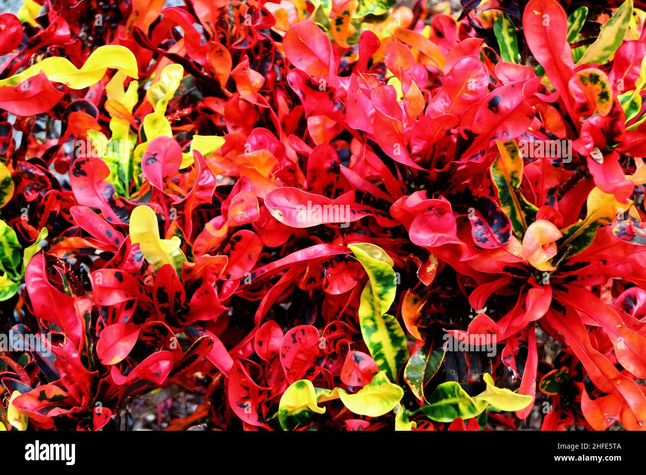 Bright red and yellow Garden Croton Codiaeum Variegatum bush leaves ...