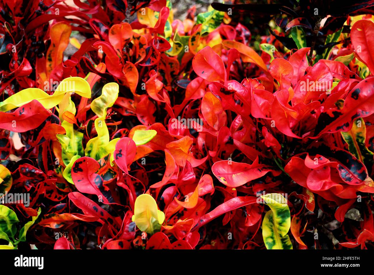 Bright red and yellow Garden Croton Codiaeum Variegatum bush leaves ...