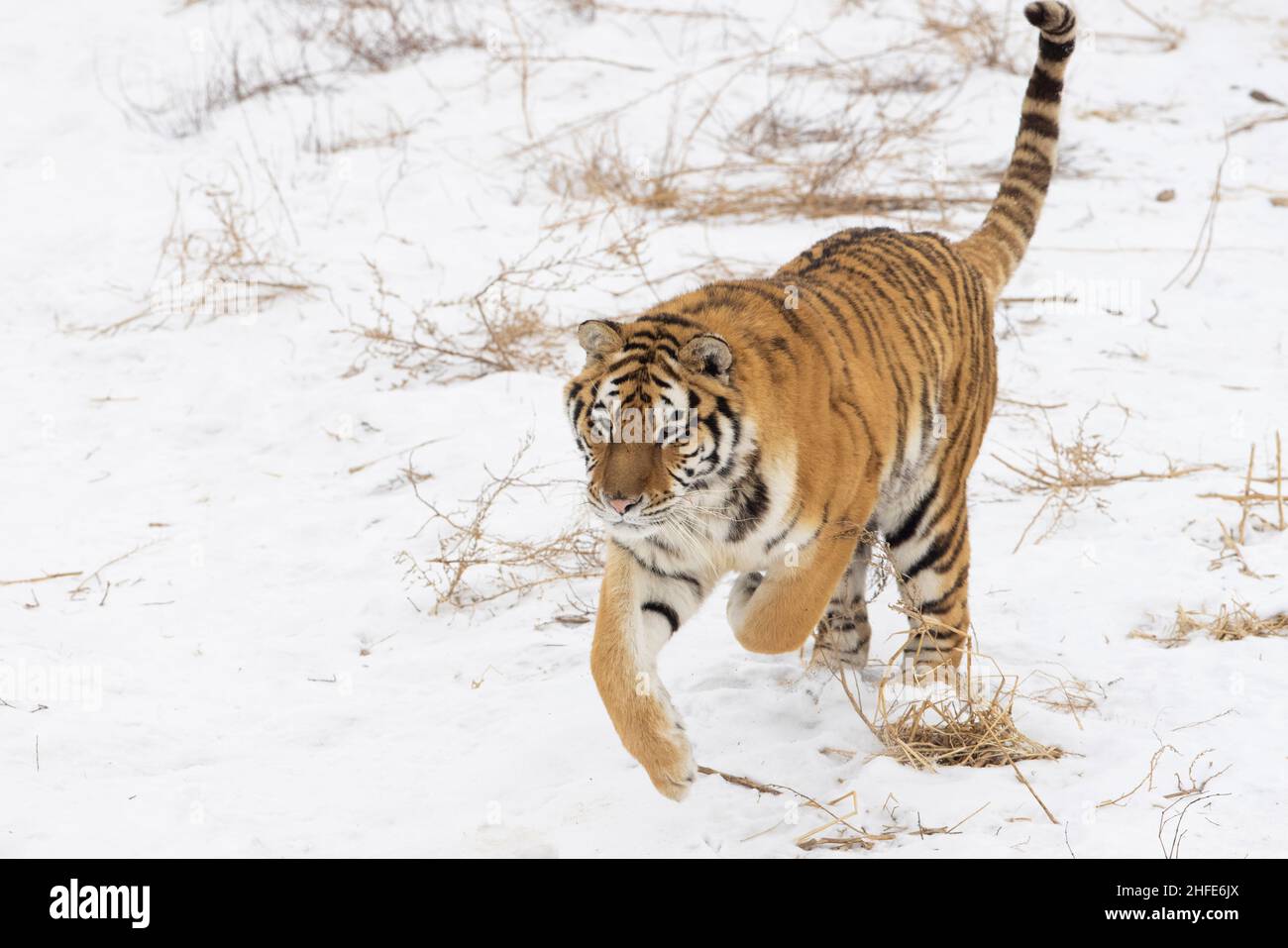 Harbin. 15th Jan, 2022. Photo taken on Jan. 15, 2022 shows a Siberian tiger at the Siberian ...