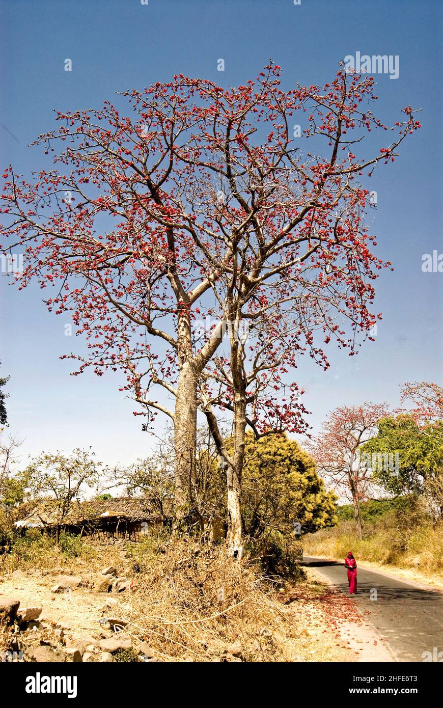 Tree local name Savar Bombax Ceiba red flowers at Mandu Stock Photo - Alamy
