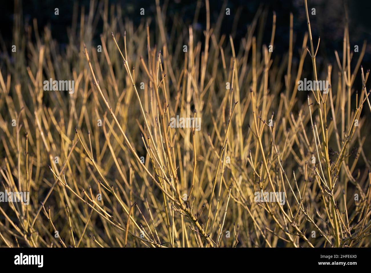 Stems of golden-twig dogwood (Cornus sericea 'Flaviramea') in winter ...