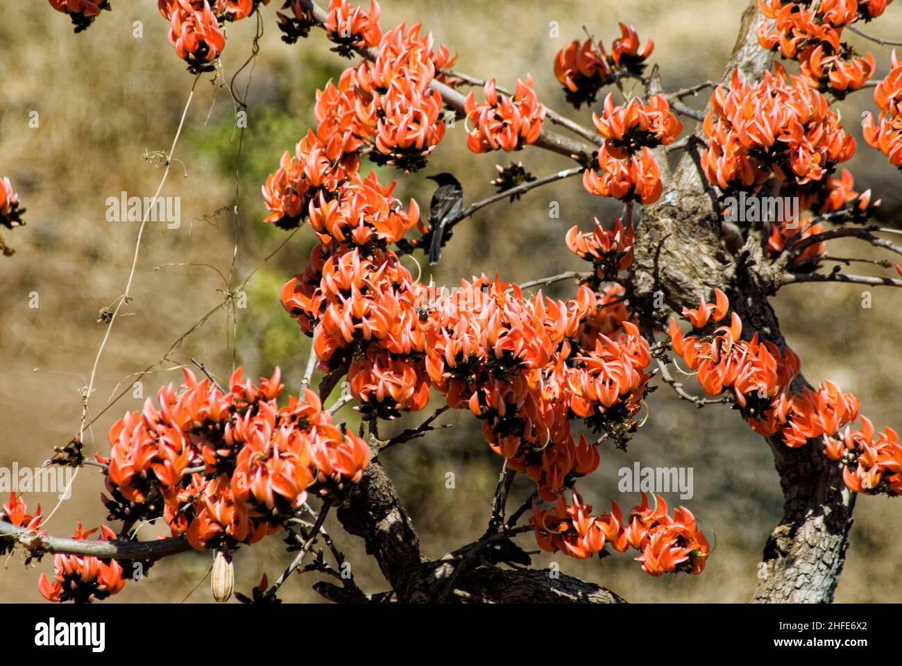 Flowers Butea Monosperma is a species of Butea native to tropical and ...