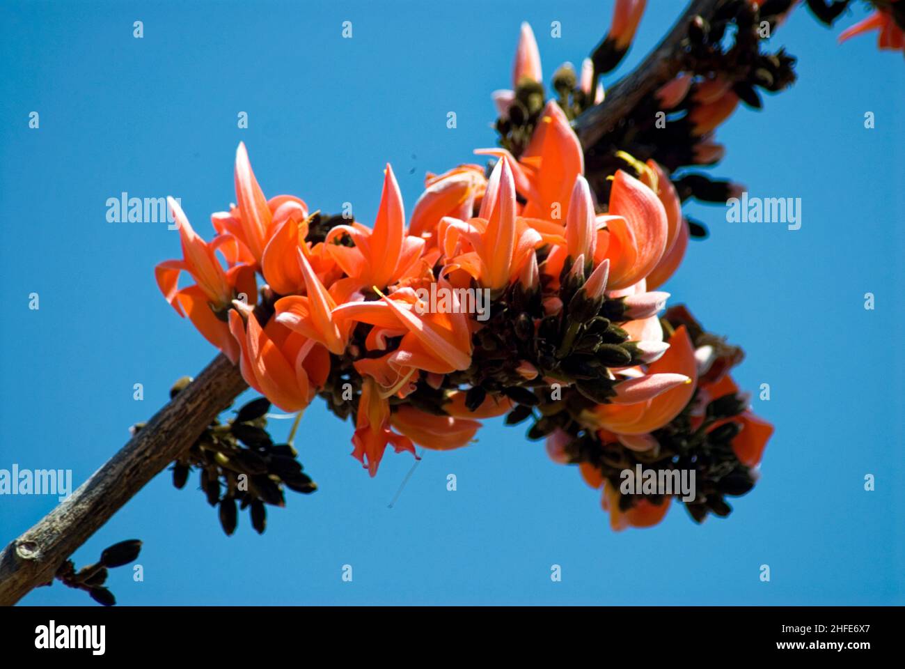 Flowers Butea Monosperma is a species of Butea native to tropical and ...