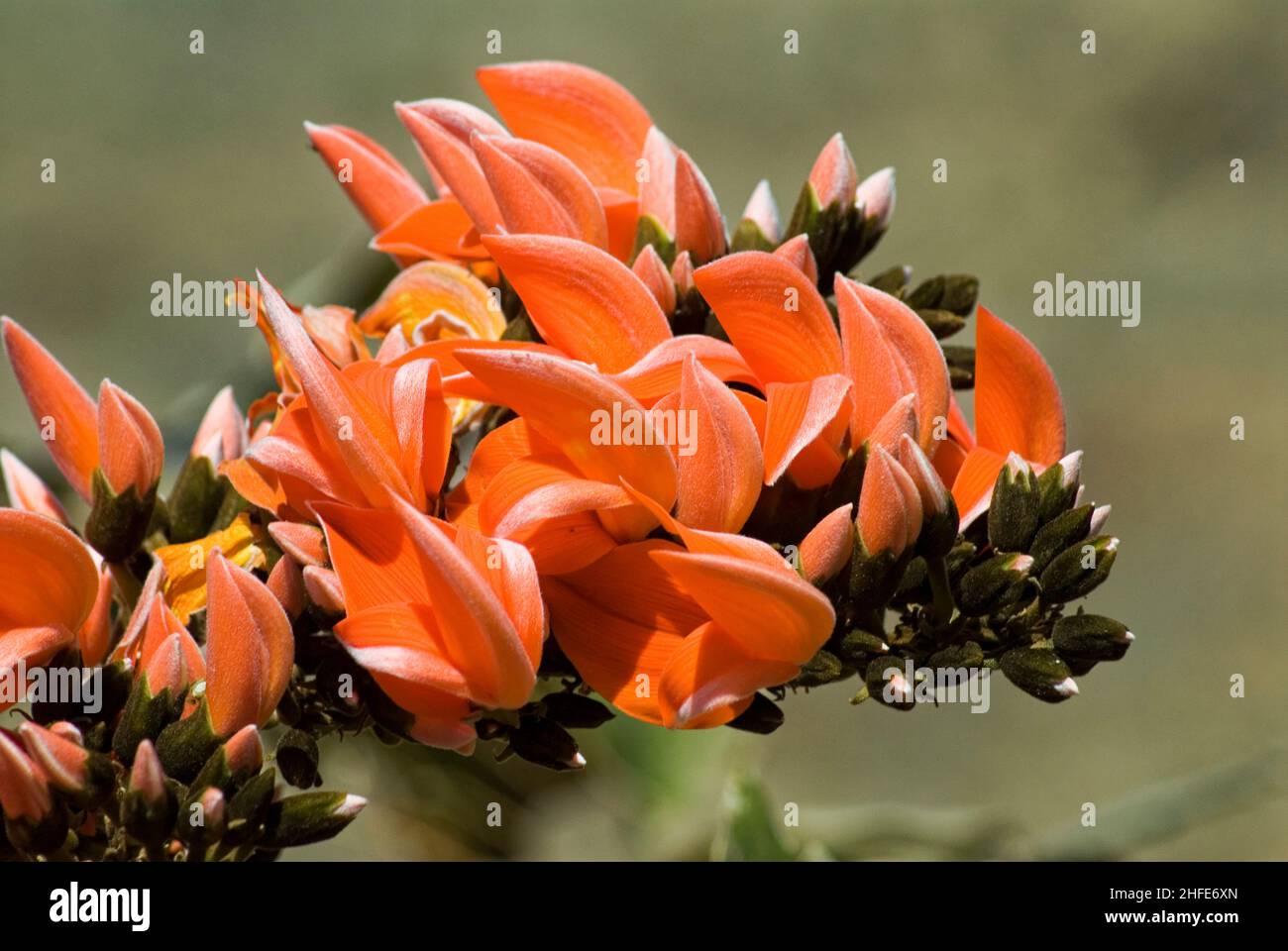 Flowers Butea Monosperma is a species of Butea native to tropical and ...