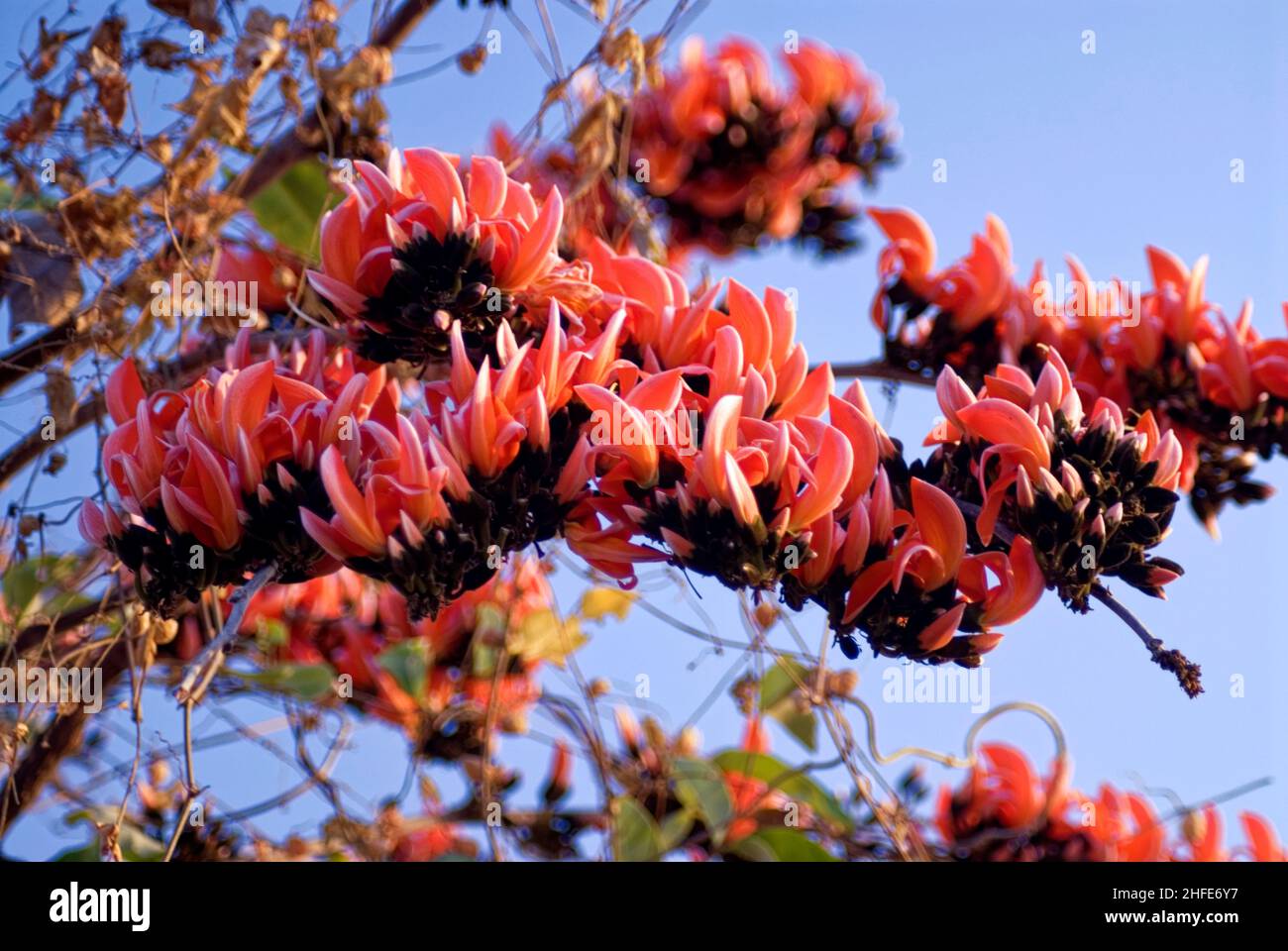 Flowers Butea Monosperma is a species of Butea native to tropical and ...