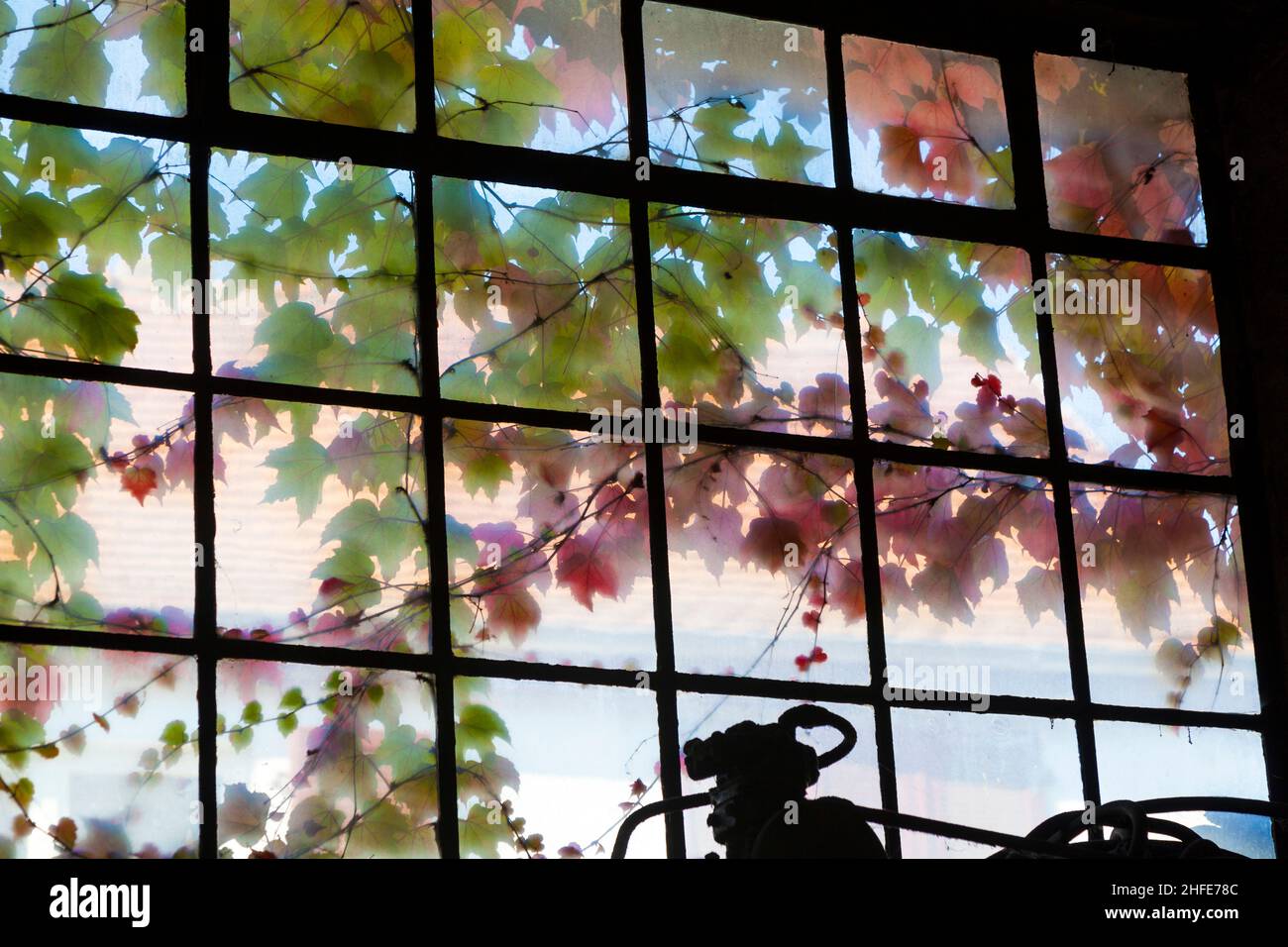 pattern of old window in harmonic colors with ivy growing at the ...
