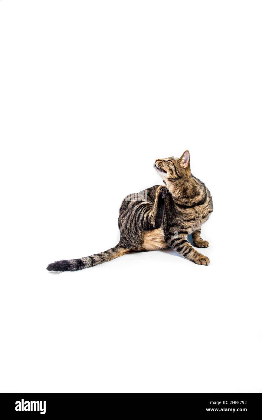 cute tiger cat isolated on white Stock Photo - Alamy