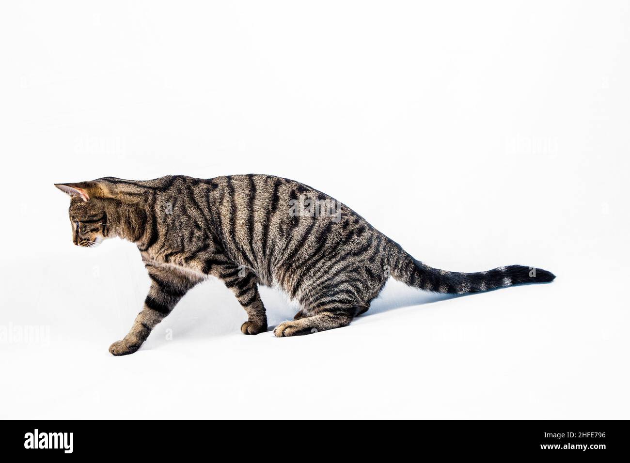 cute tiger cat isolated on white Stock Photo - Alamy