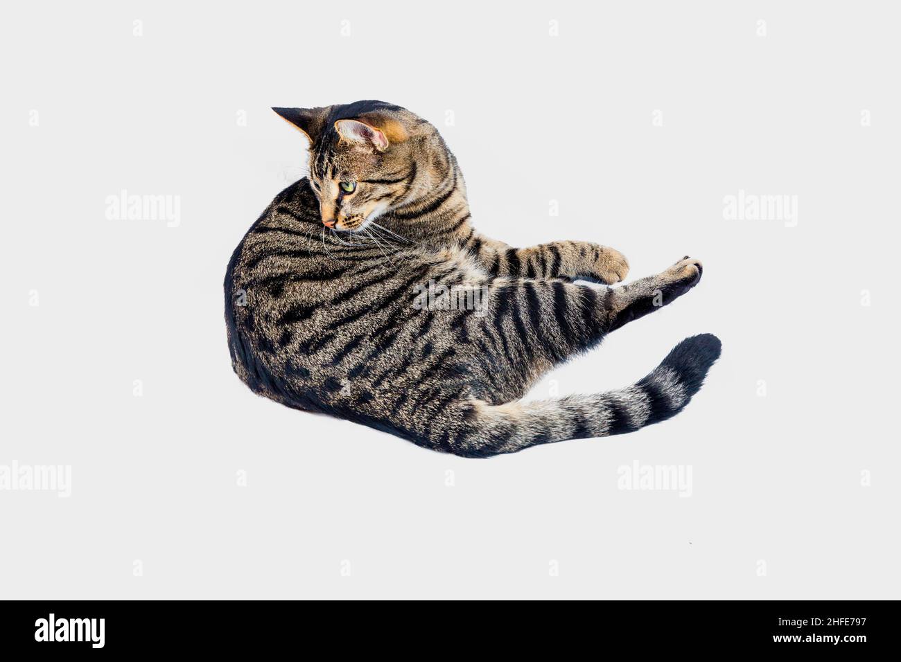 cute tiger cat isolated on white Stock Photo - Alamy