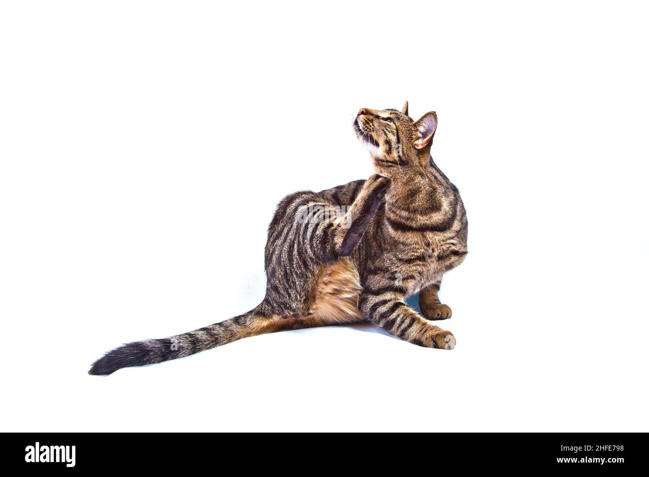 Cat look up on white Cut Out Stock Images & Pictures - Alamy