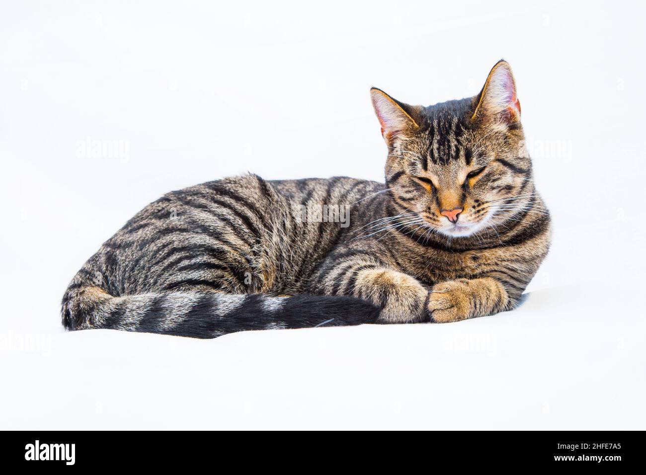 cute tiger cat isolated on white Stock Photo - Alamy