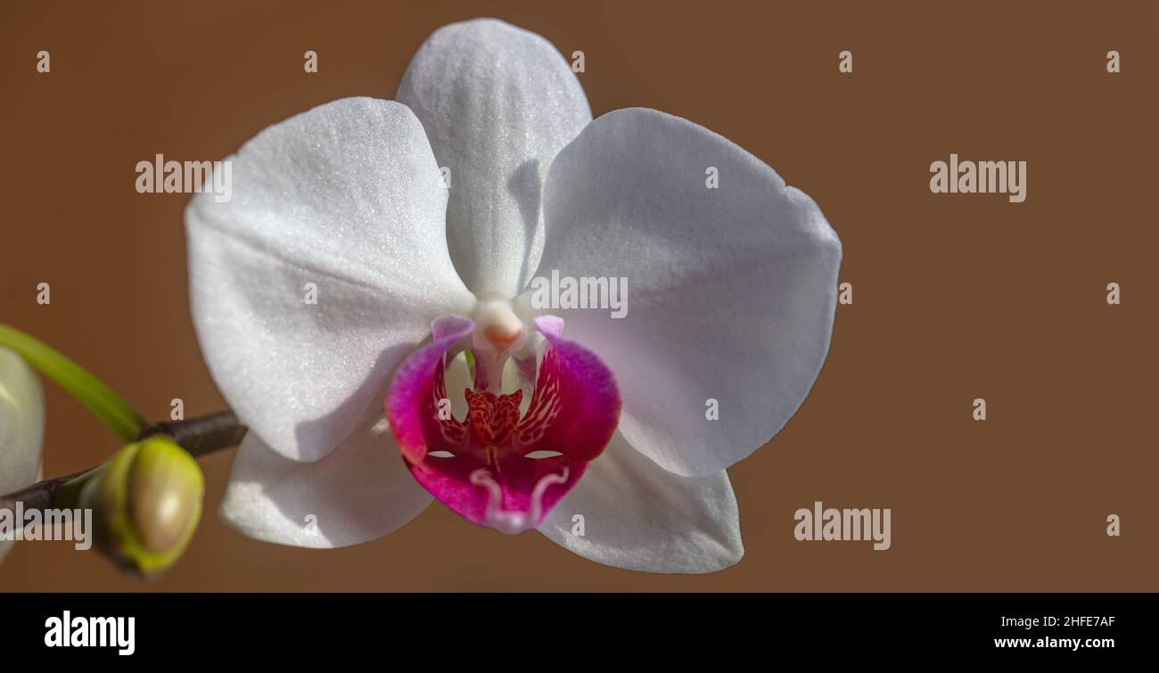 Spring banner, blossom background. Orchid flower in garden ...