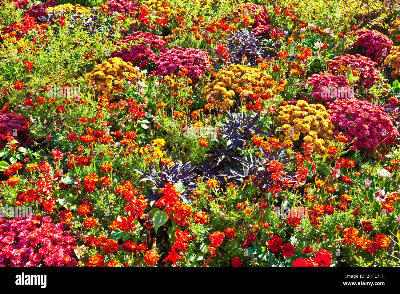colorful marifold arranged in a flower bed Stock Photo - Alamy