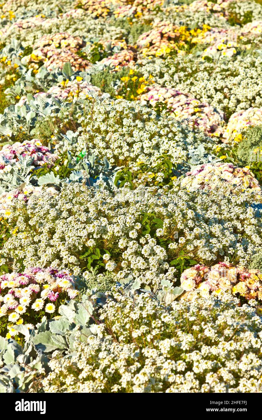 beautiful desert flame in flower bed Stock Photo - Alamy
