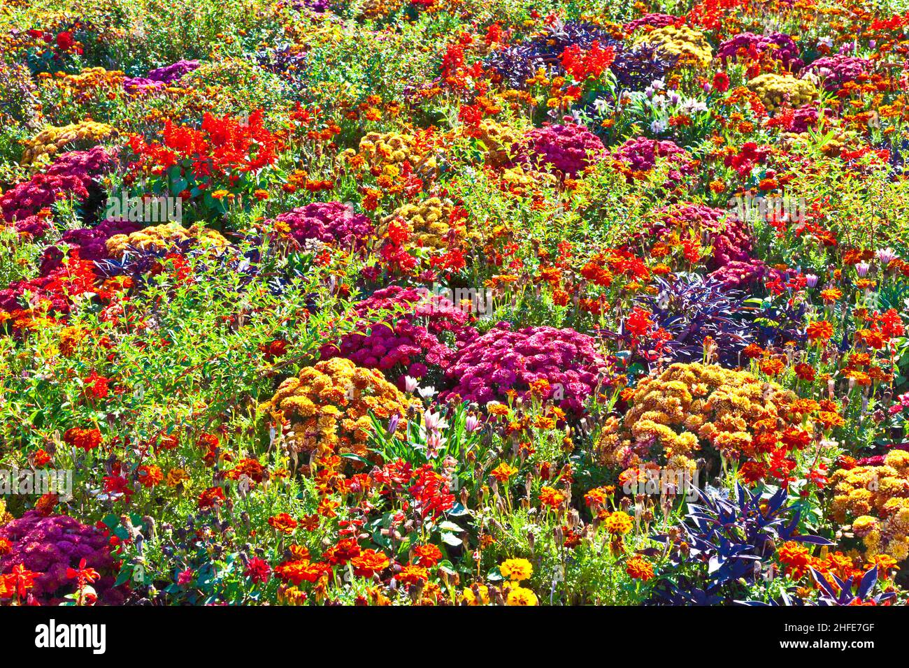 colorful marifold arranged in a flower bed Stock Photo - Alamy