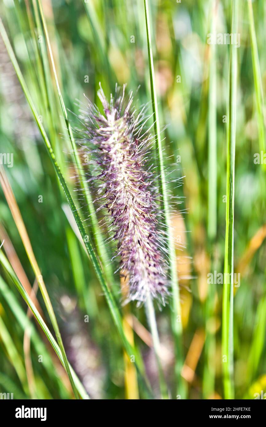 Pennisetum compressum hi-res stock photography and images - Alamy