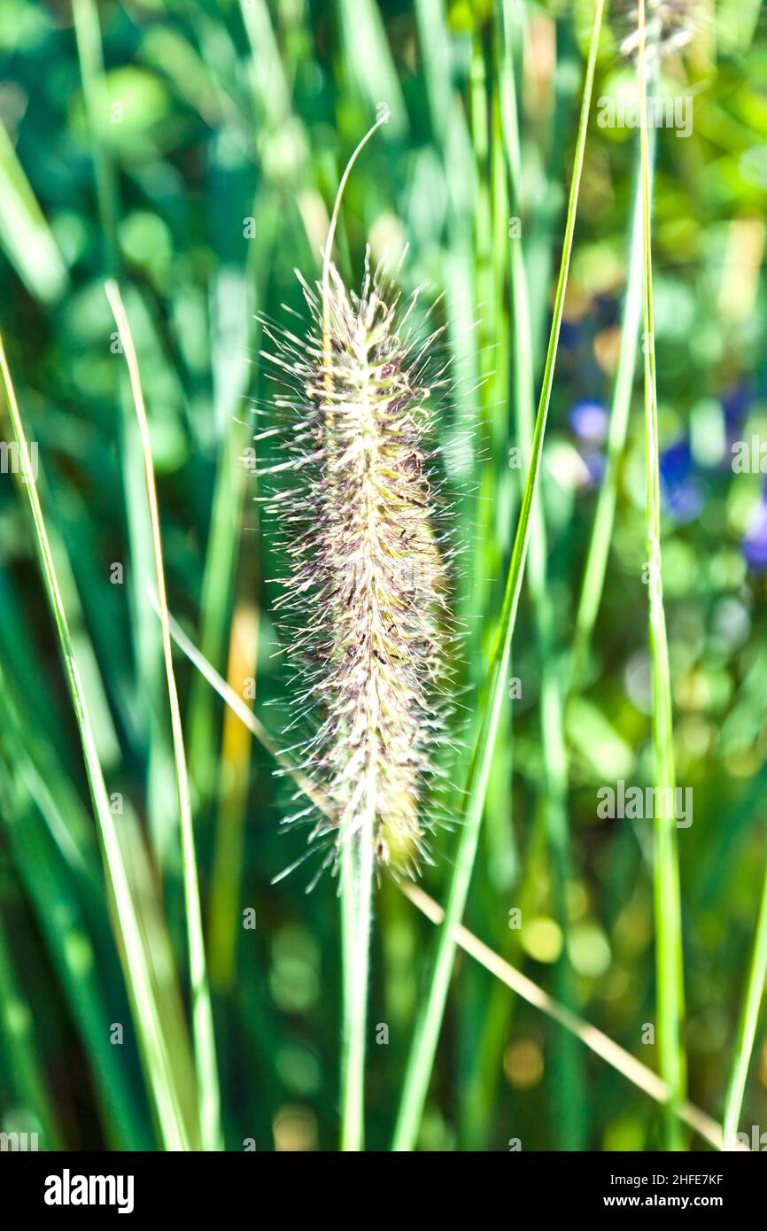 Pennisetum compressum hi-res stock photography and images - Alamy