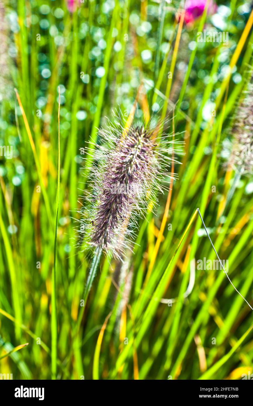 Pennisetum compressum hi-res stock photography and images - Alamy