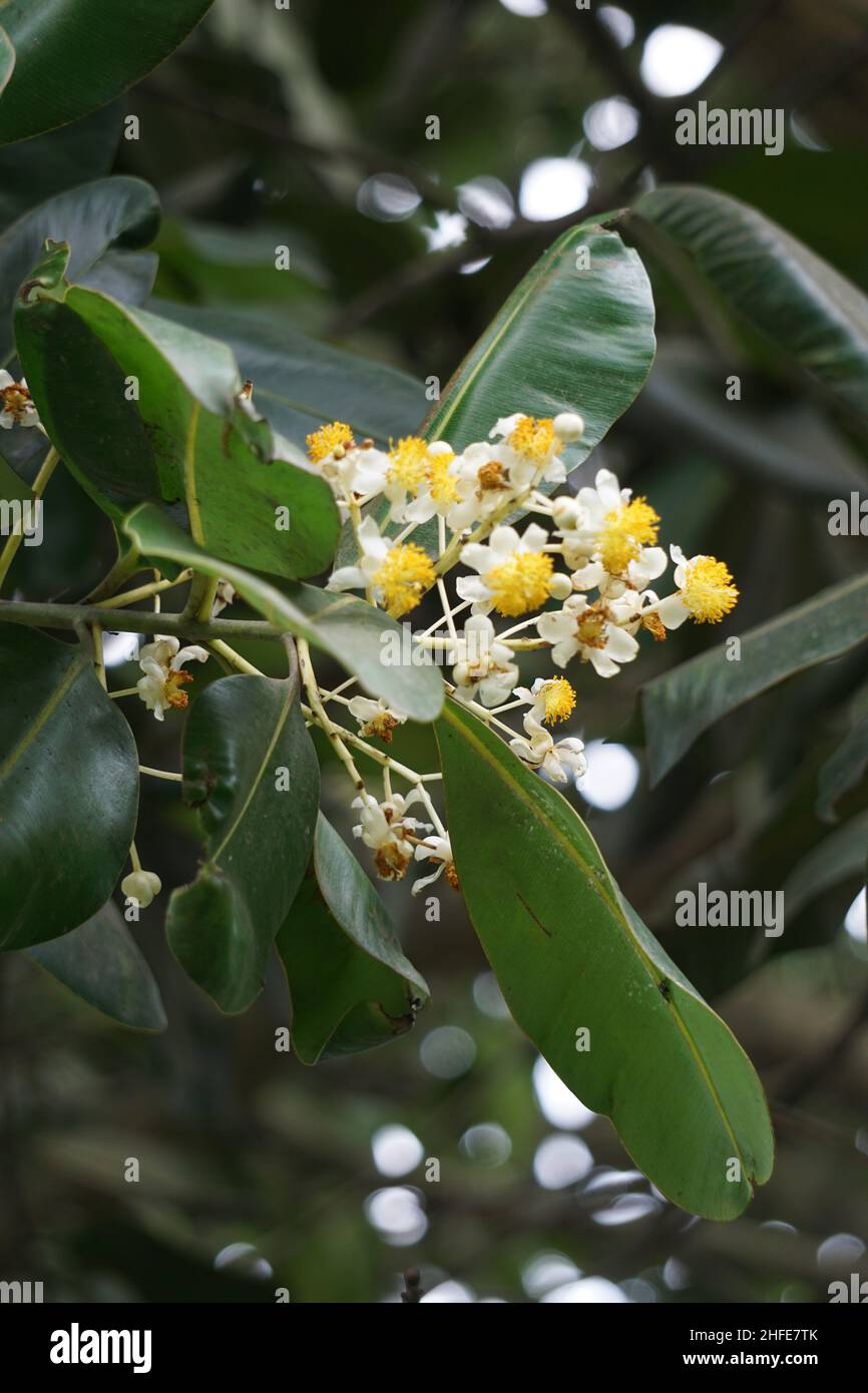 Calophyllum inophyllum (tamanu, mastwood, beach calophyllum, beautyleaf ...