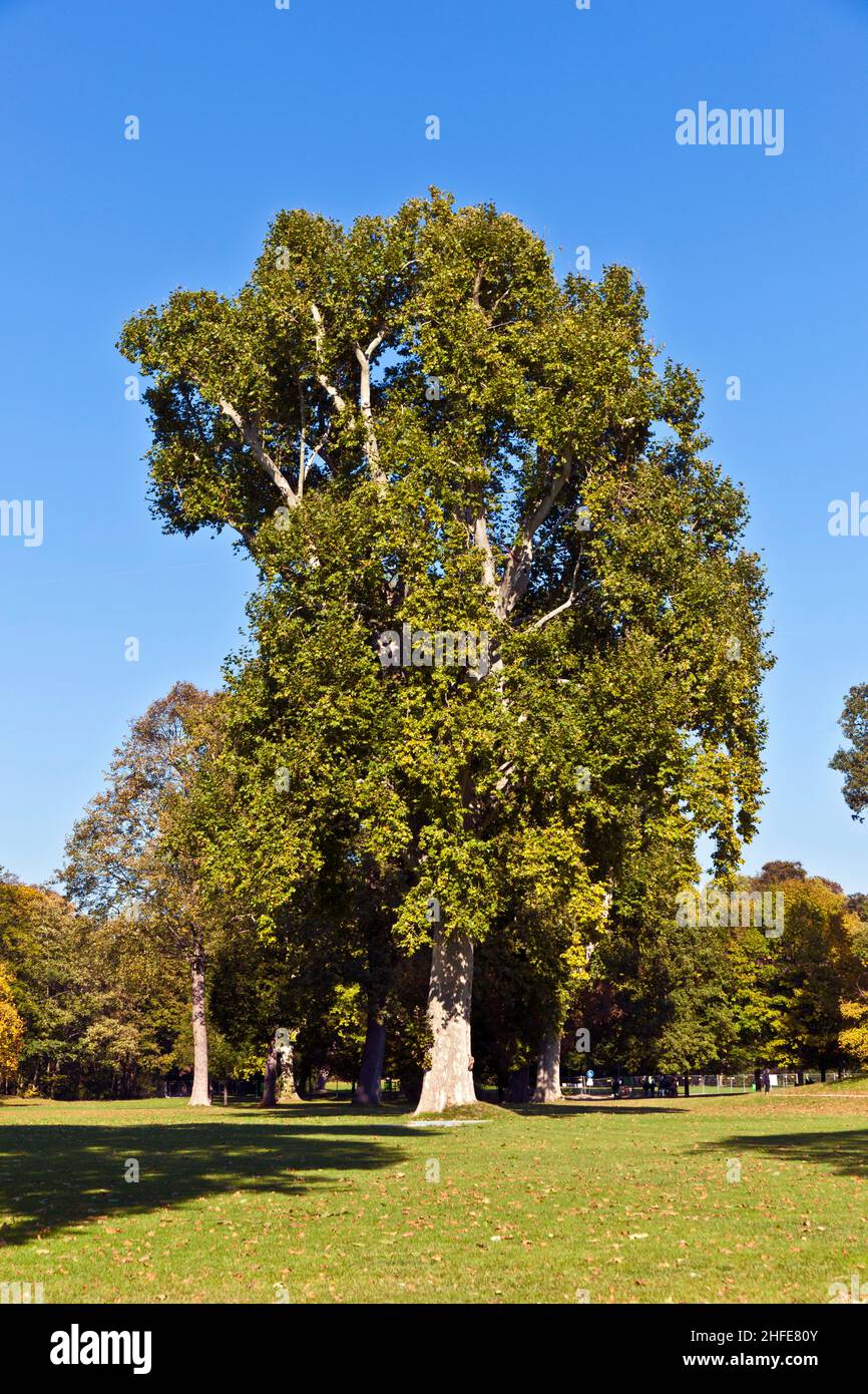 beautiful old plane tree in the Park Stock Photo - Alamy