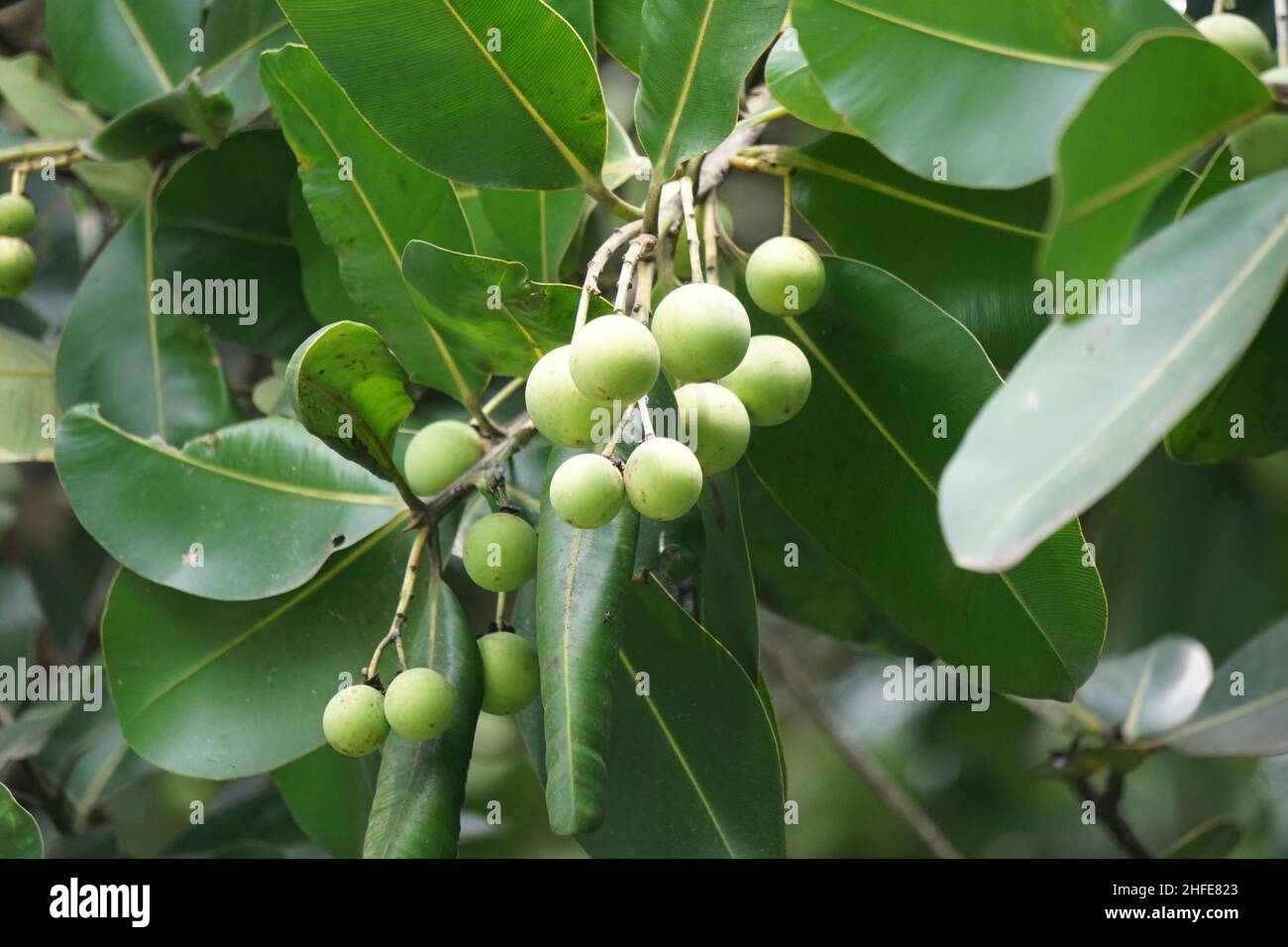 Calophyllum inophyllum (tamanu, mastwood, beach calophyllum, beautyleaf ...