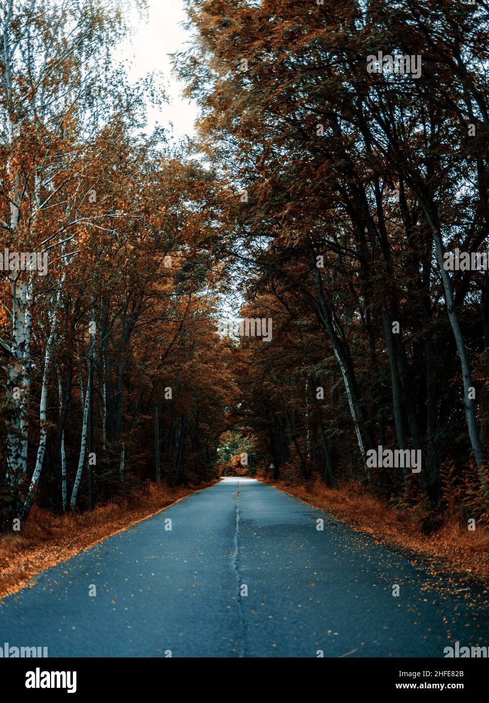 Tree by the side of the road hi-res stock photography and images - Alamy