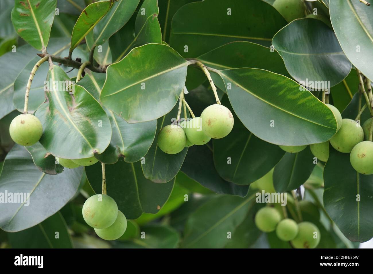 Calophyllum inophyllum (tamanu, mastwood, beach calophyllum, beautyleaf ...