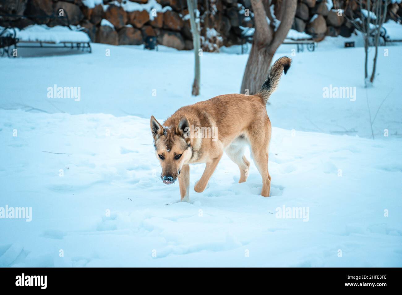 Brown dog in the snow on a sunny day Stock Photo - Alamy