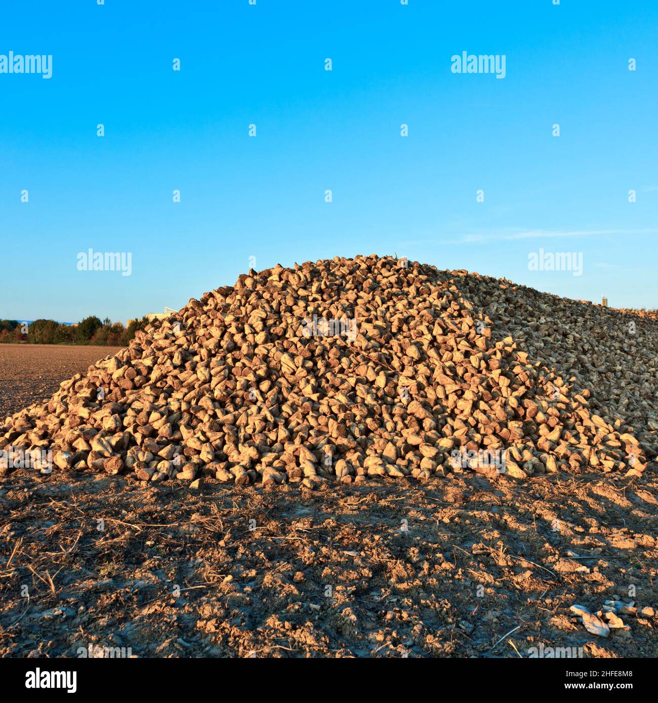 Pile of sugar beets on a farm Stock Photo - Alamy